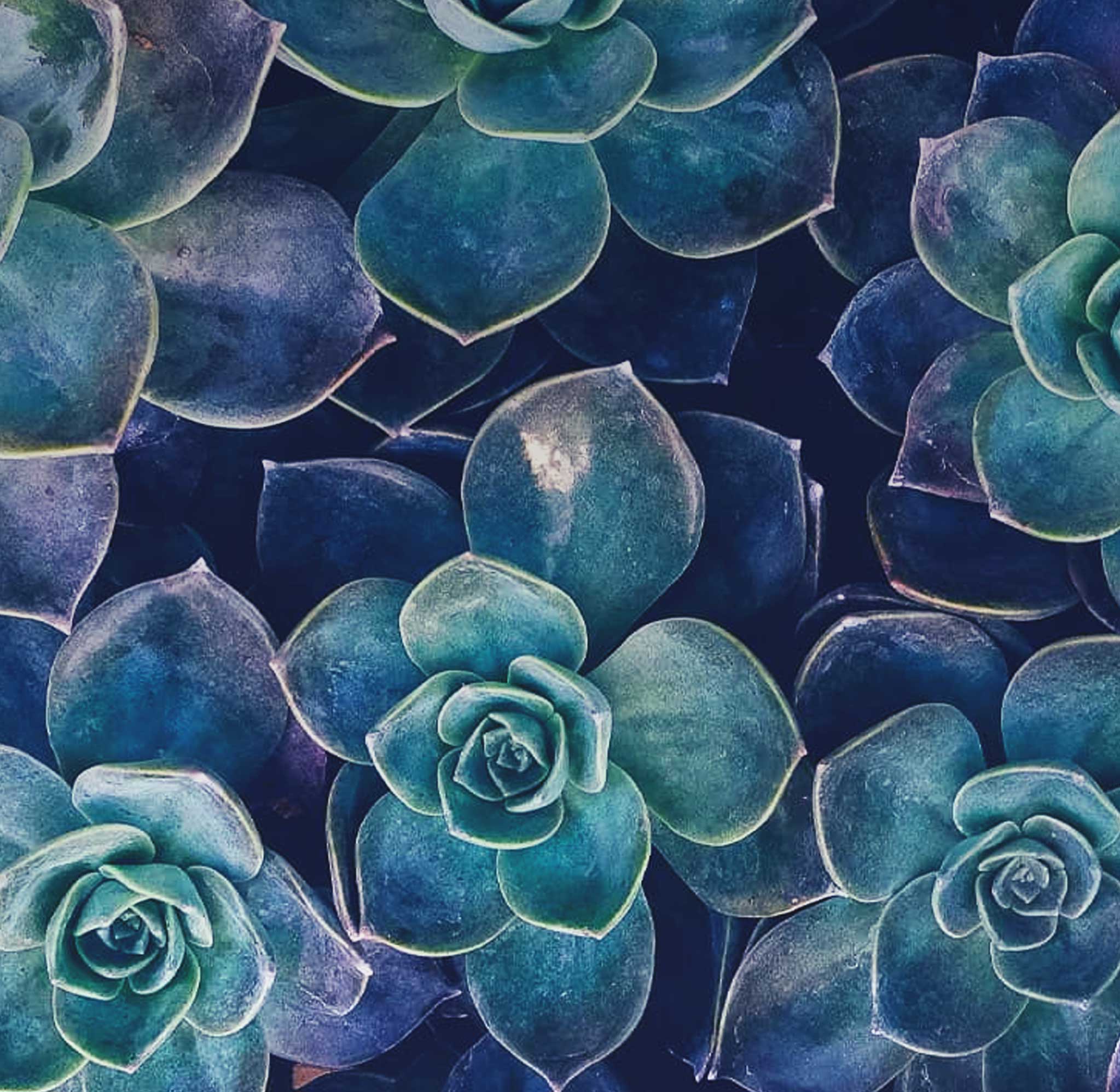 Biomimicry New Zealand - Nature-inspired design