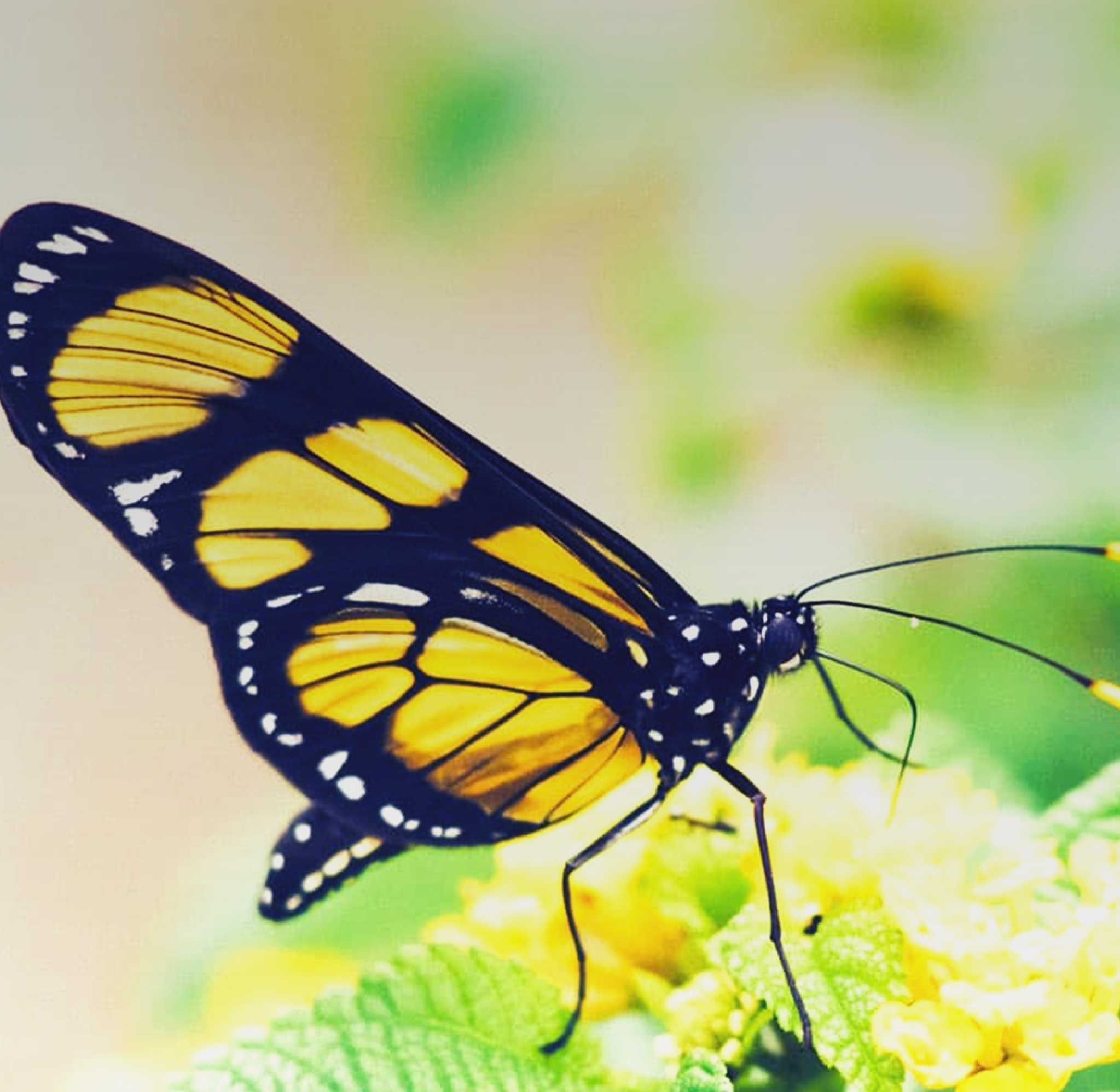 Biomimicry New Zealand - Nature-inspired design