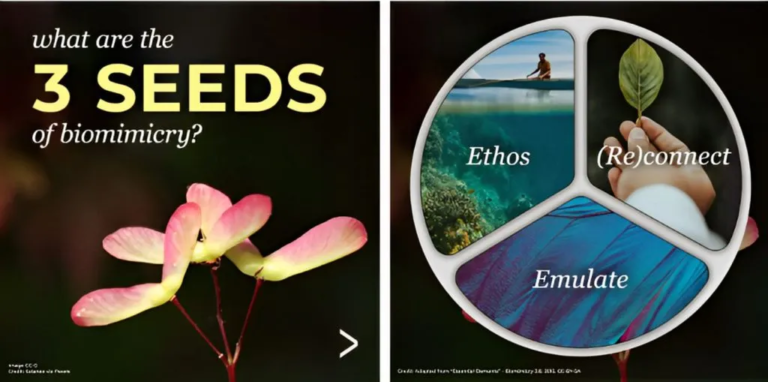 Harmonizing Design with Nature: The Evolution and Future of Biomimicry ...