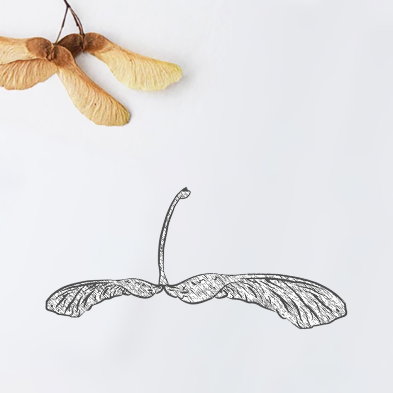 The Nature-Inspired Sycamore Ceiling Fan: A Blend of Beauty and ...