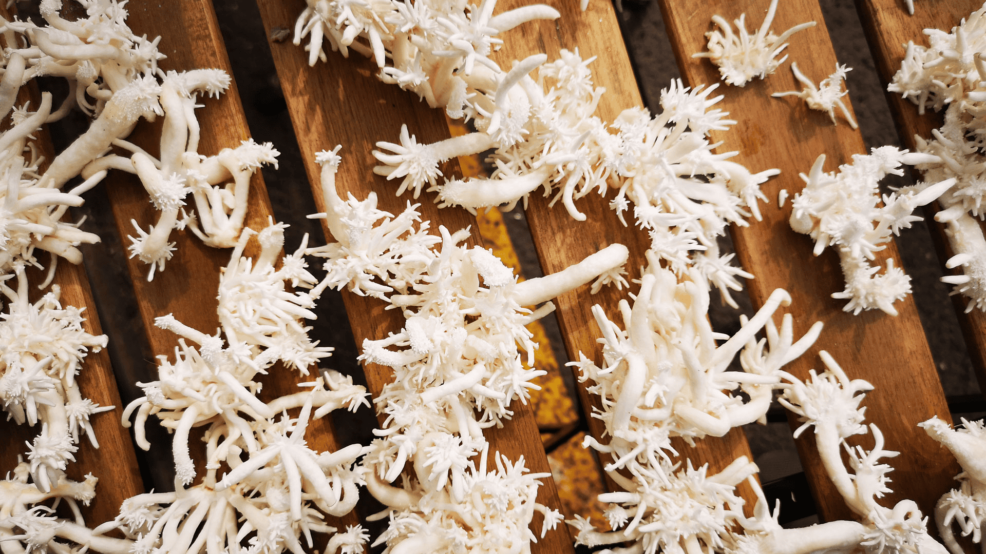 Innovating Sustainability: How Mycelium is Transforming the ...